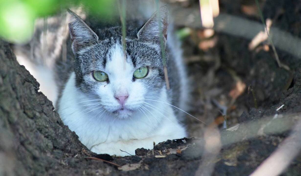 This is the best thing you can do to help Hilton Head's feral cats ...
