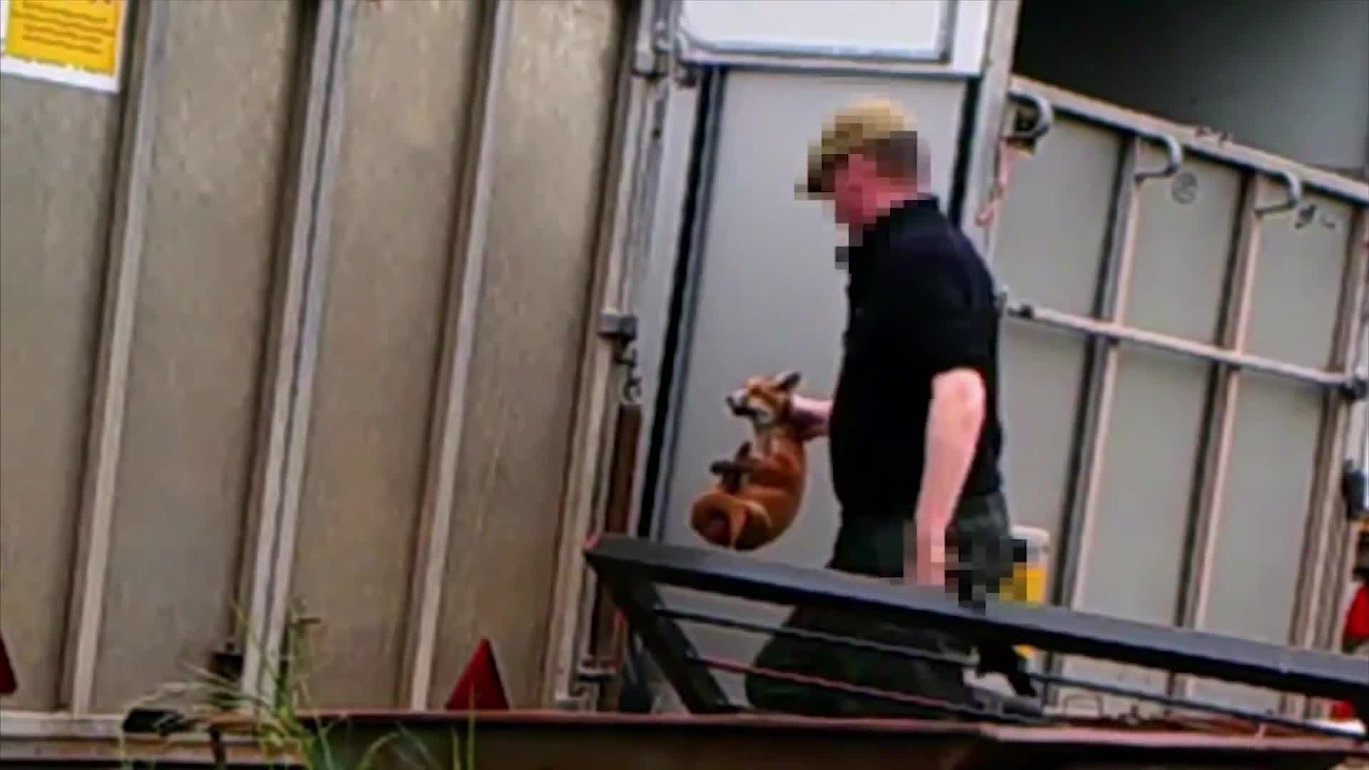 Animal Cruelty Investigation Launched After Group Claims Footage Shows ...