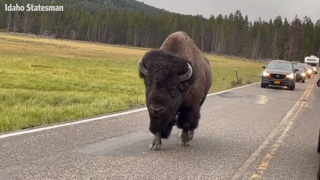 Grand Teton amimals, bison killed by drivers, rangers say | Kansas City ...