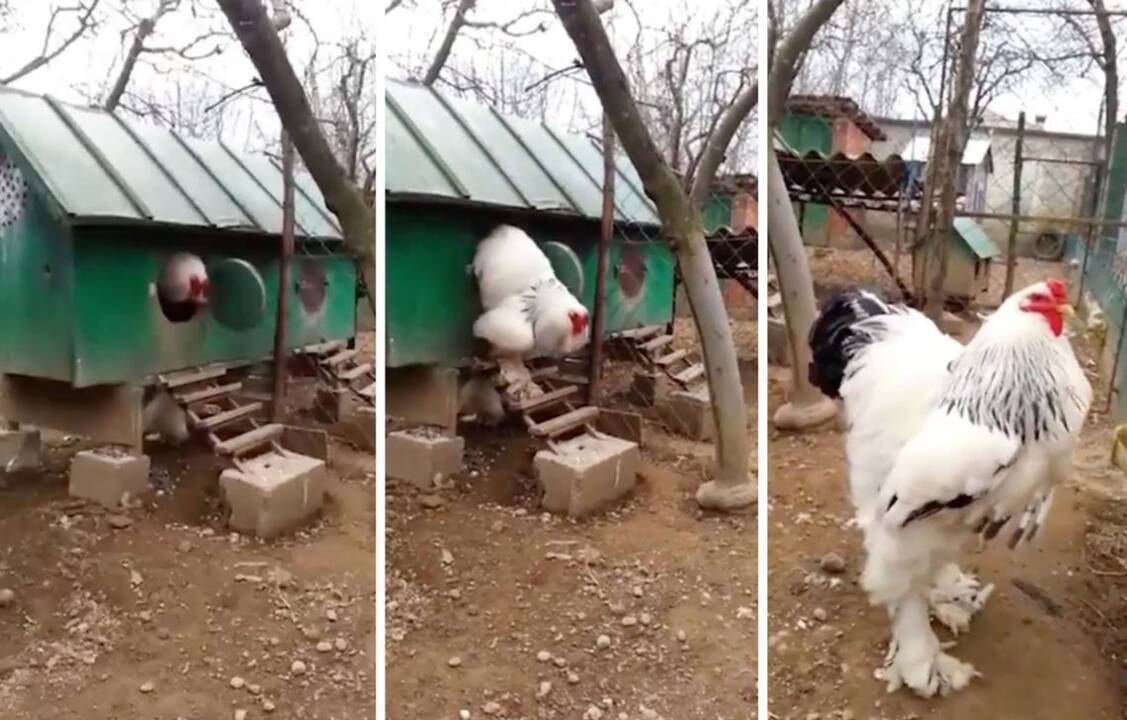 Pollo gigante es el rey de su gallinero | El Nuevo Herald