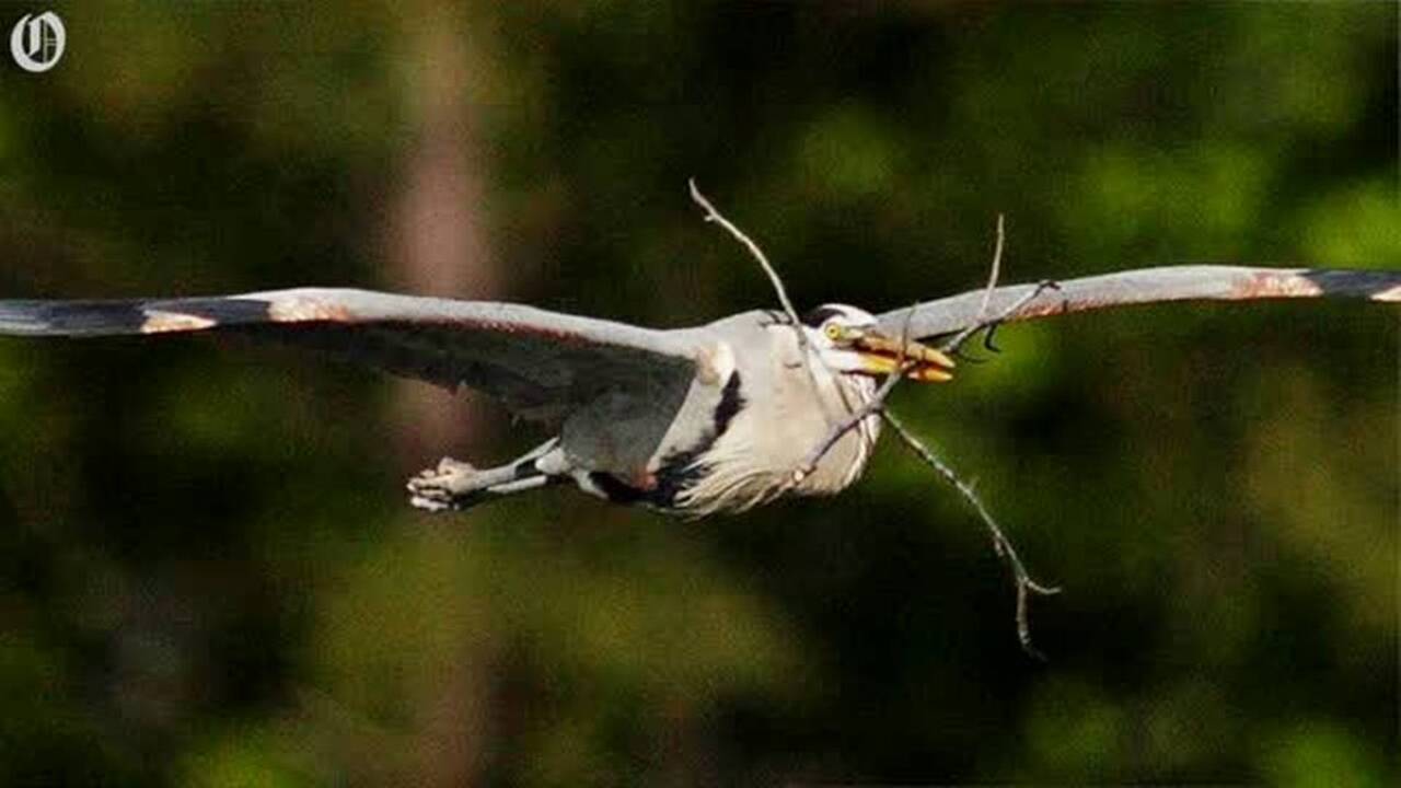 What kind of bird was that? Look to "The Birds of Central Carolinas ...