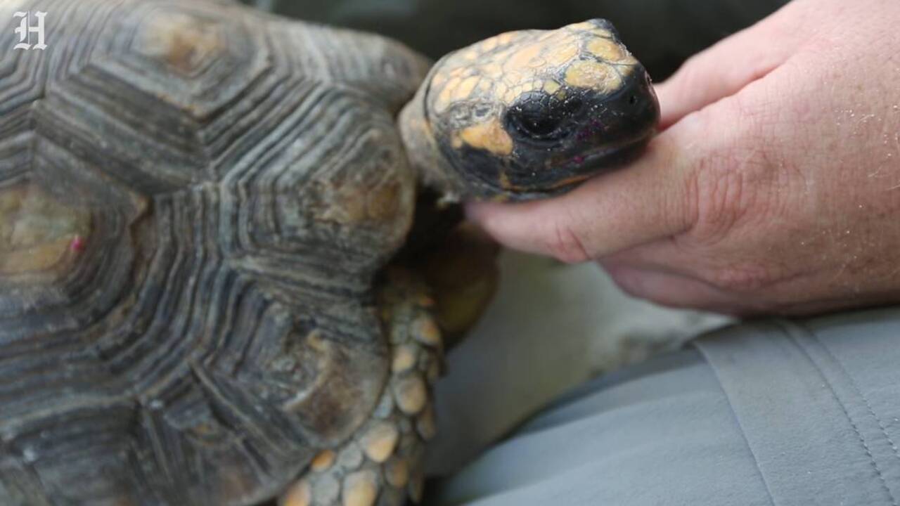 Friendly tortoise makes home for himself among the birds | Miami Herald