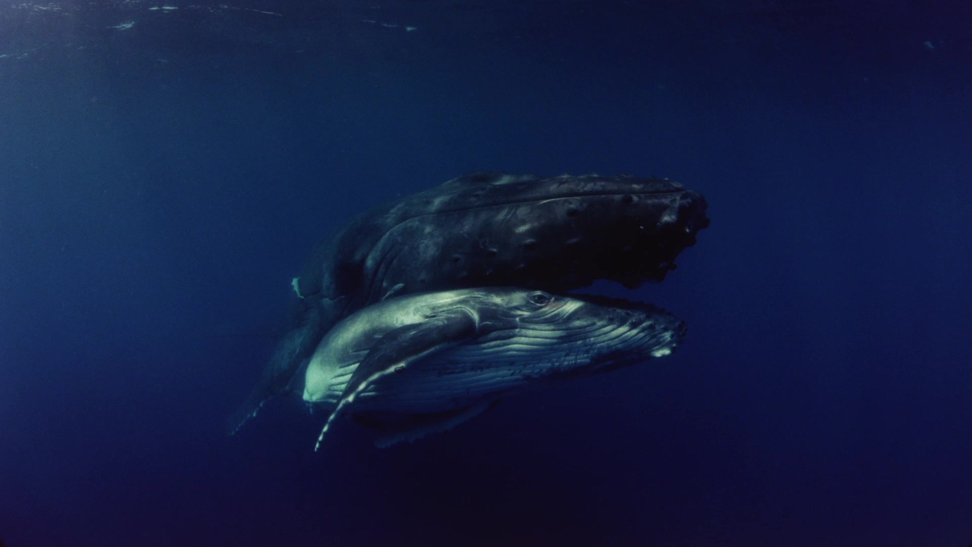Roger Payne, Biologist Who Learned That Whales Could Sing, Dies At 88 ...