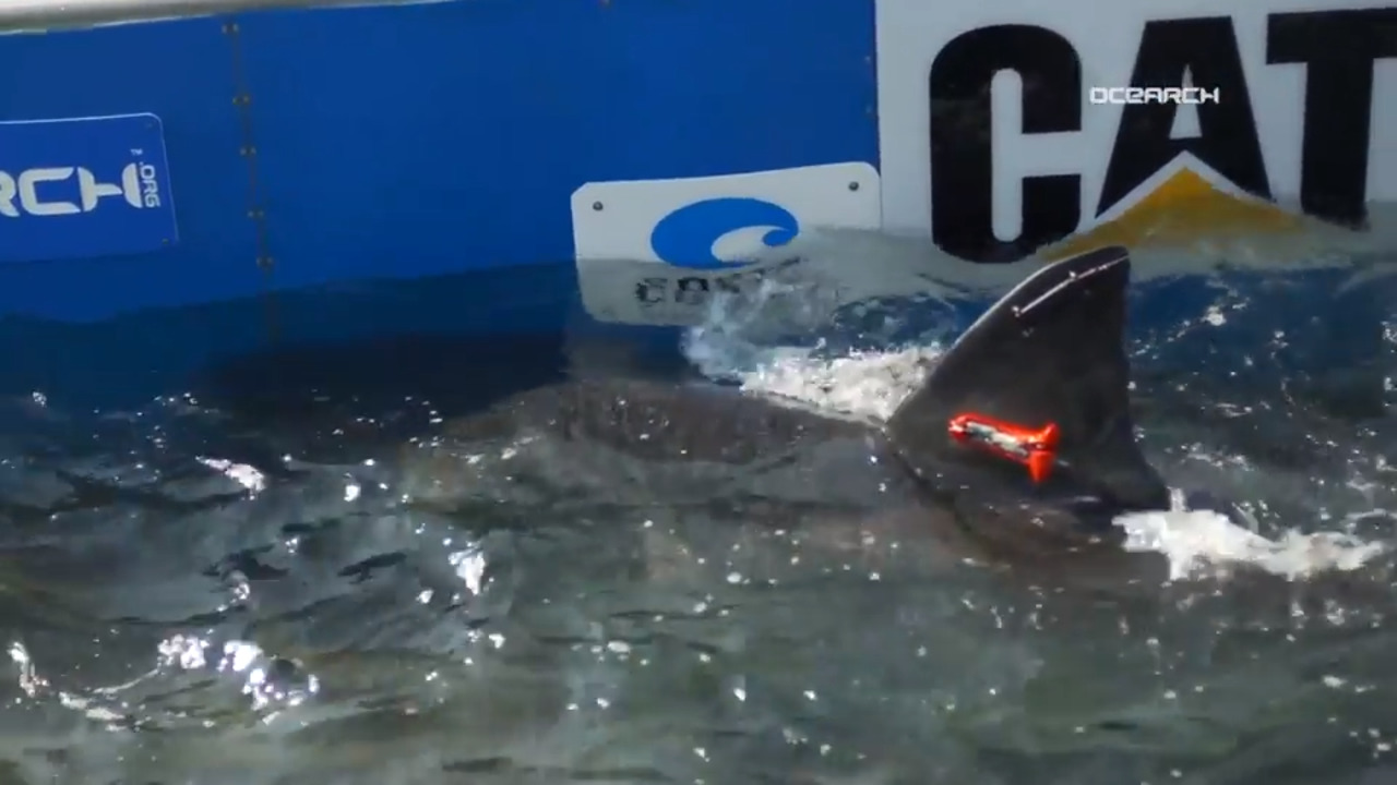great white shark tagged near Kitty Hawk, NC | The Sacramento Bee