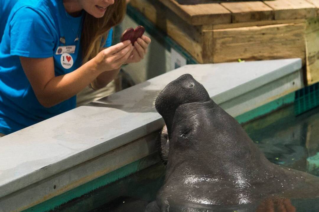 Snooty named oldest manatee in captivity | Miami Herald