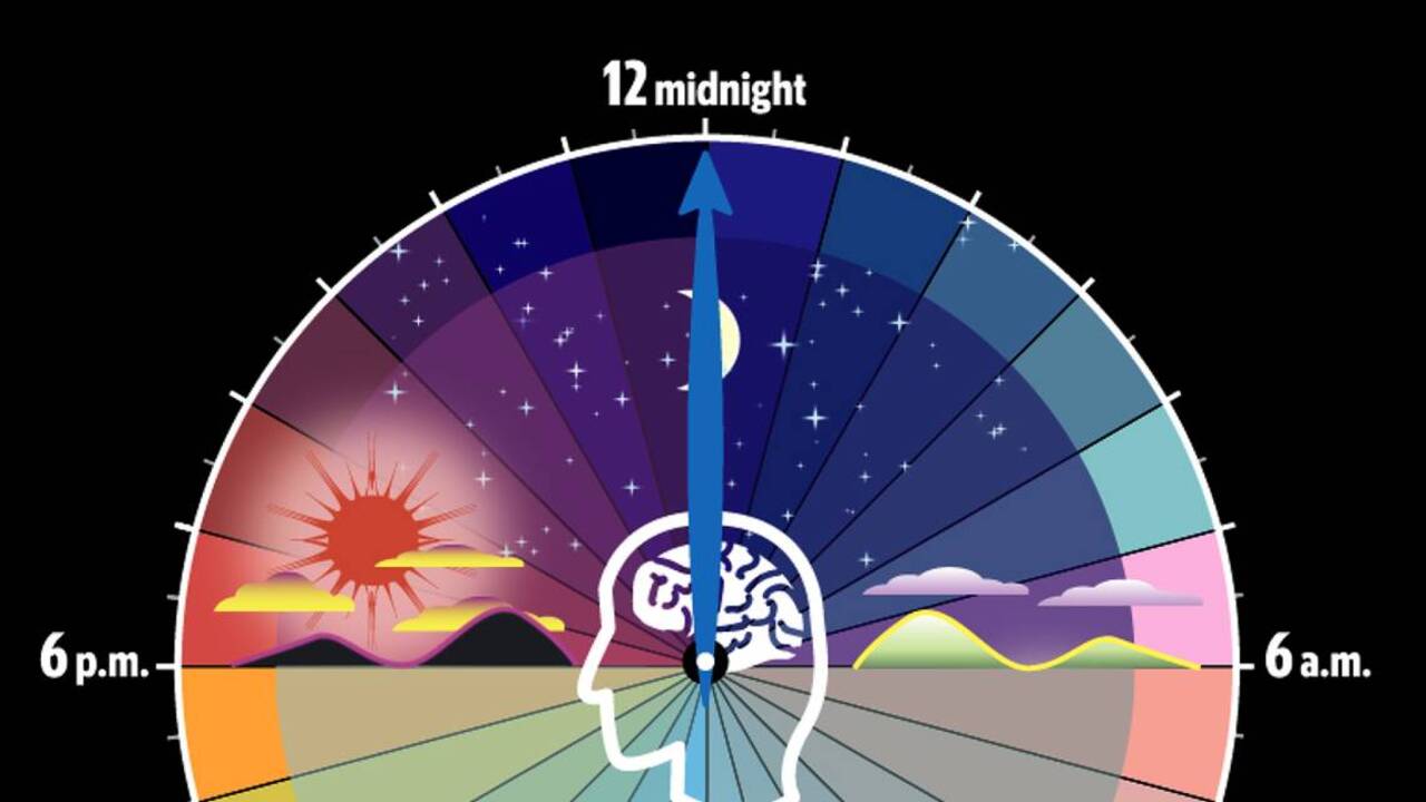Circadian clocks determine best times to sleep, eat and exercise ...
