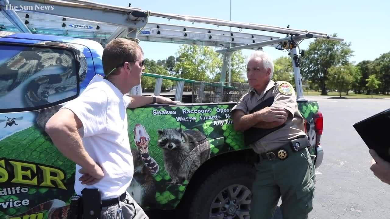The Snake Chaser loses SCDNR alligator removal contract | Myrtle Beach ...