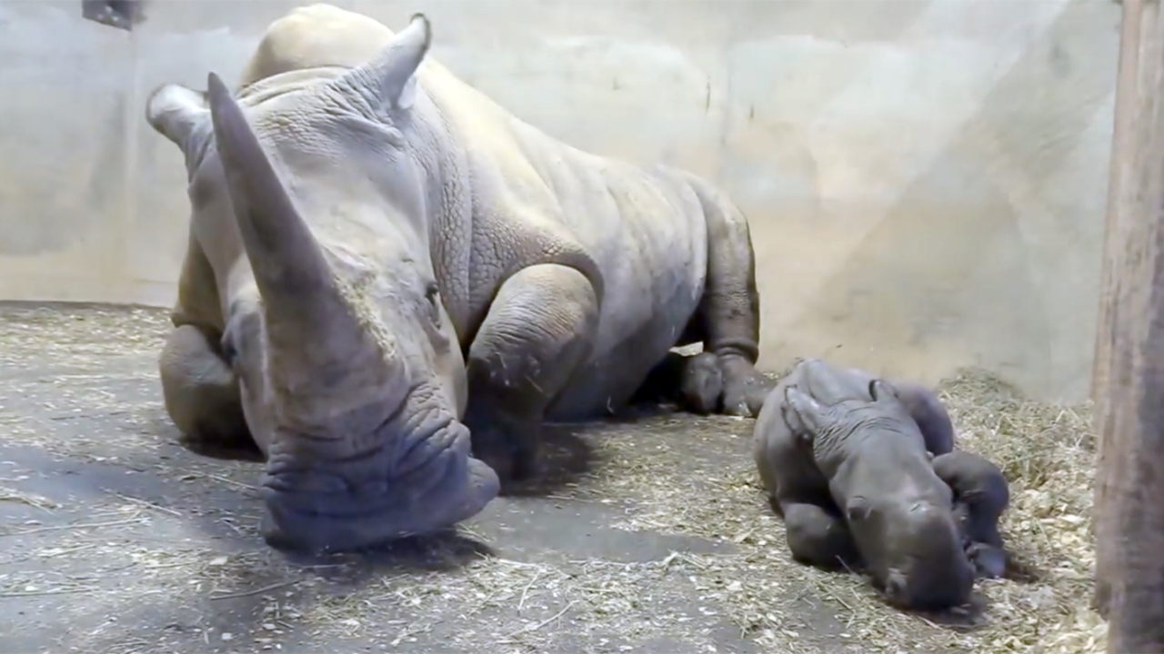 NC Zoo’s baby rhino gets a name with dad’s help | Raleigh News & Observer
