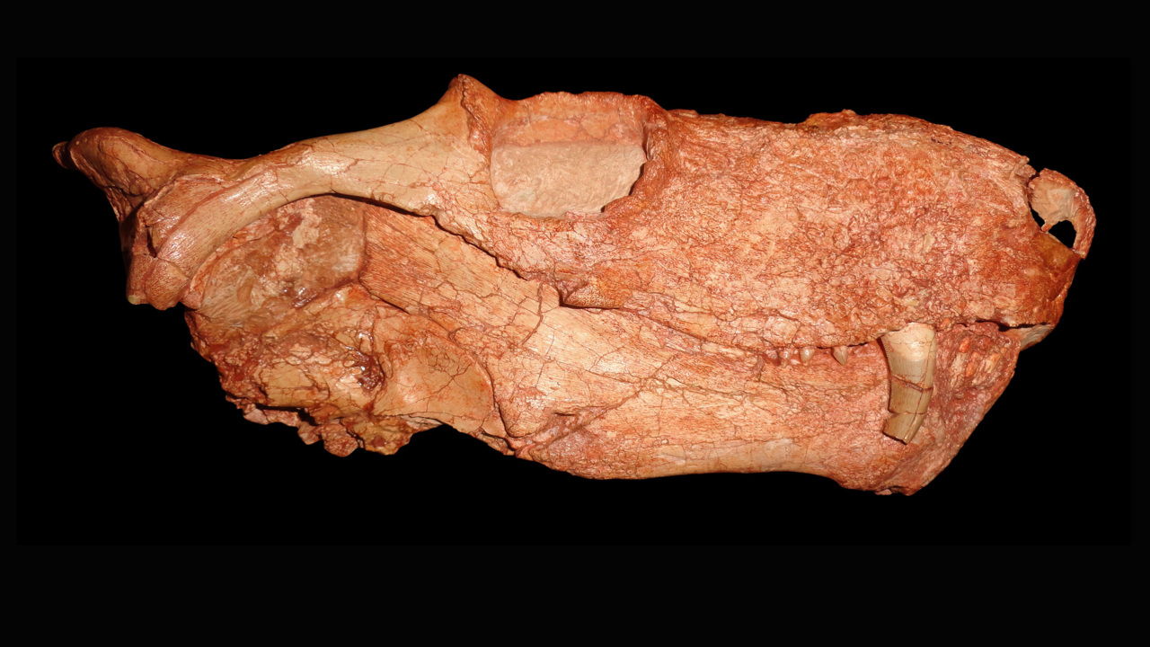Pre-dinosaur protomammal species identified by NC Museum of Natural ...