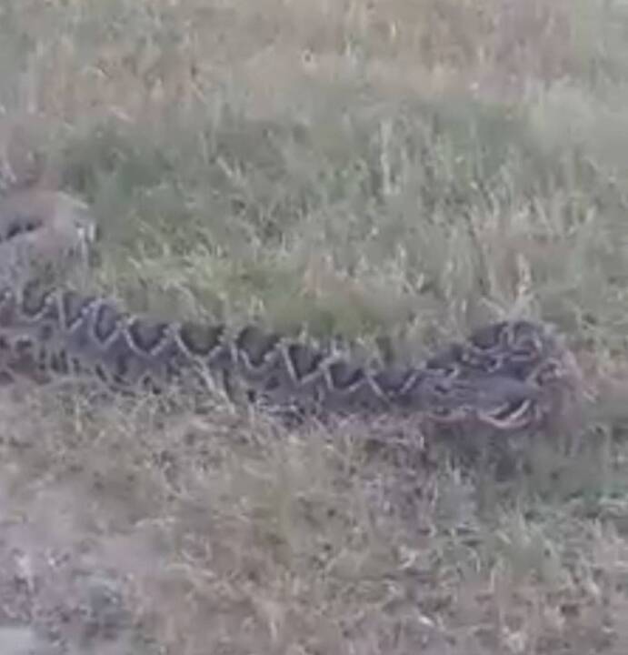 Large rattlesnake spotted in Jacksonville field | Miami Herald