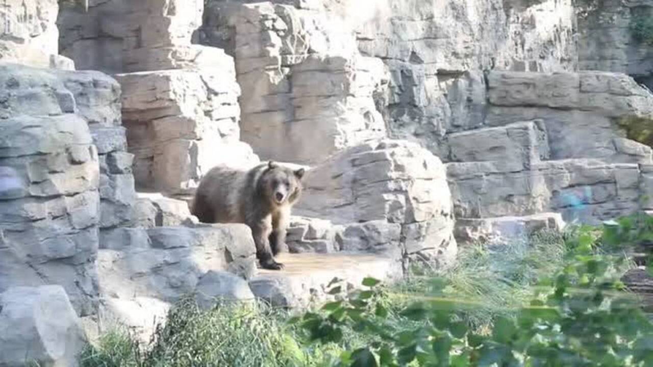 St Louis MO zoo opens new grizzly bear exhibit to public | Macon Telegraph