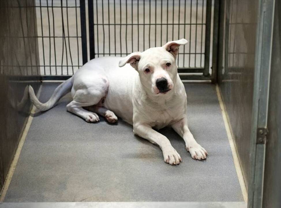 Dog attack victim describes the incident in La Loma neighborhood of ...