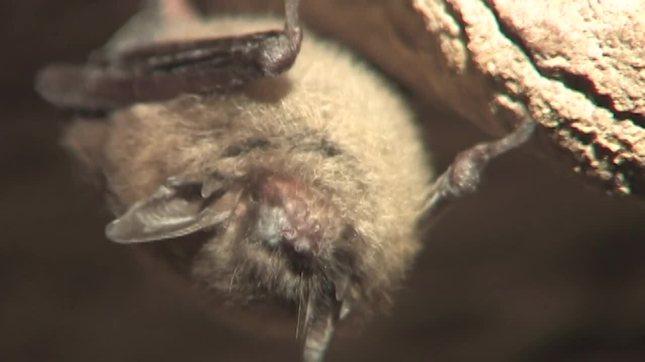 Virus behind fatal bat disease spreads through NC gold mines ...