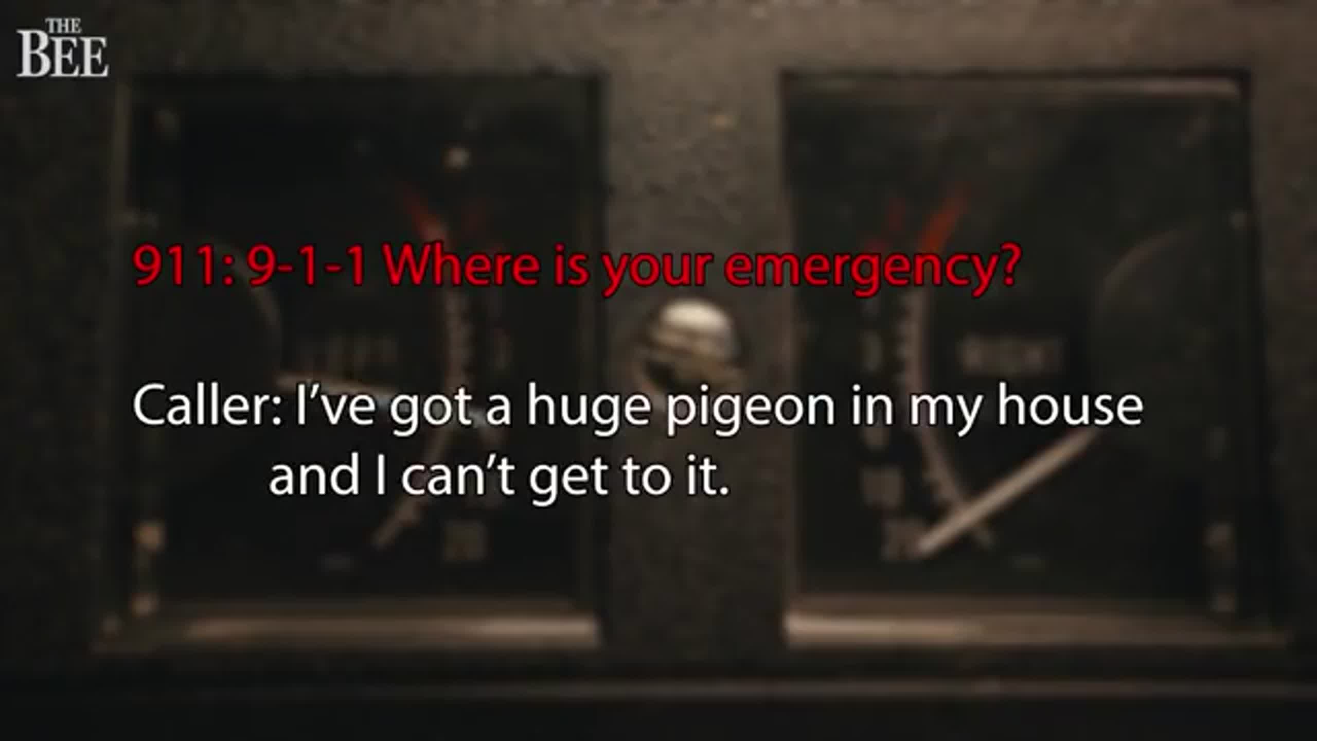 Pesky pigeon won’t get out of home — so woman calls 911. See ‘hilarious ...