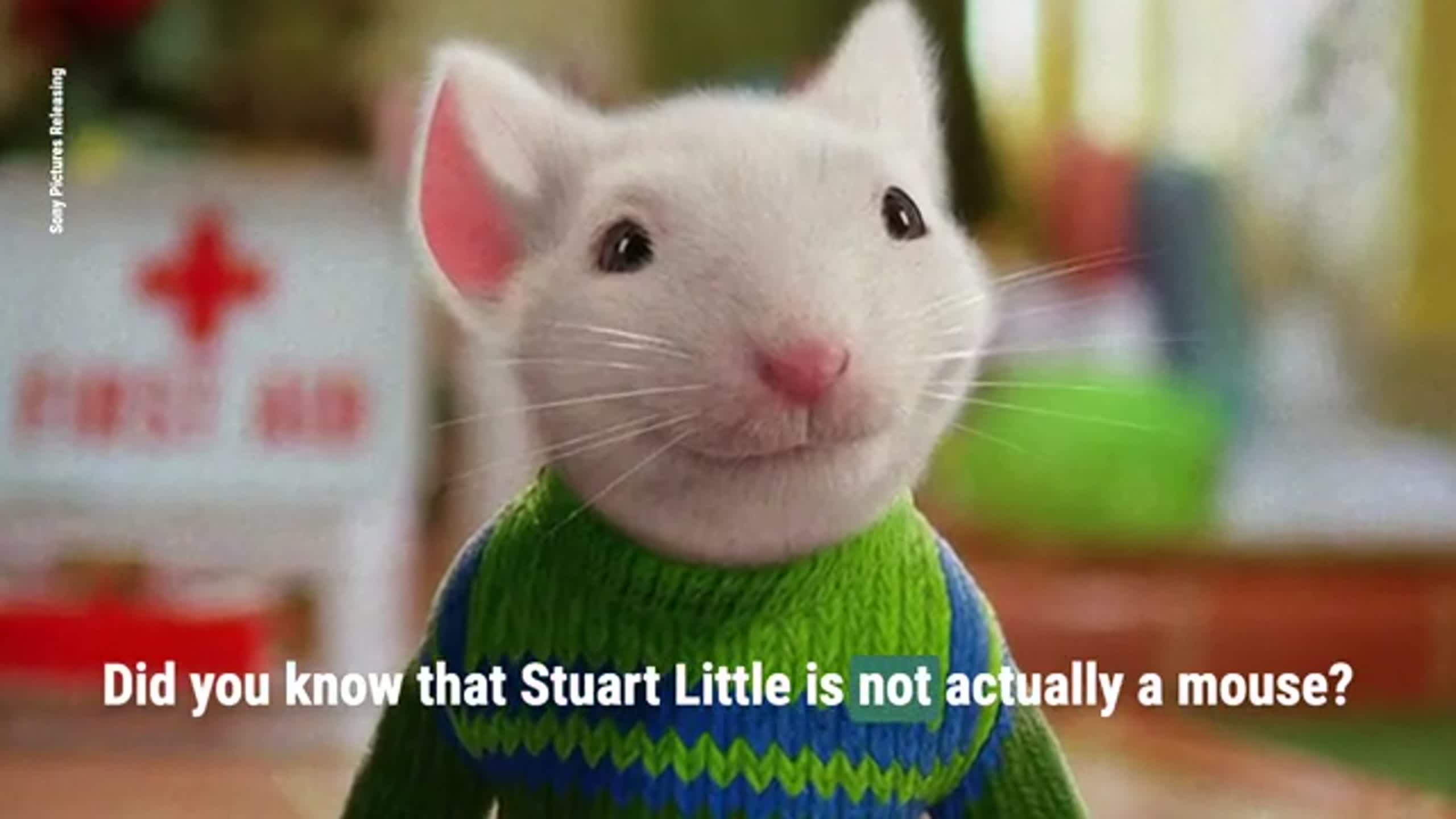 Hold up, Stuart Little isn't a mouse? | HuffPost Videos