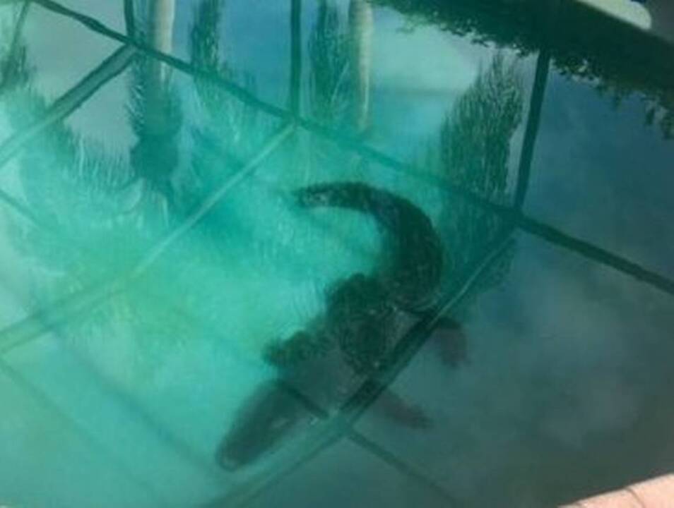 Alligator takes a dip in Sarasota County swimming pool | Bradenton Herald