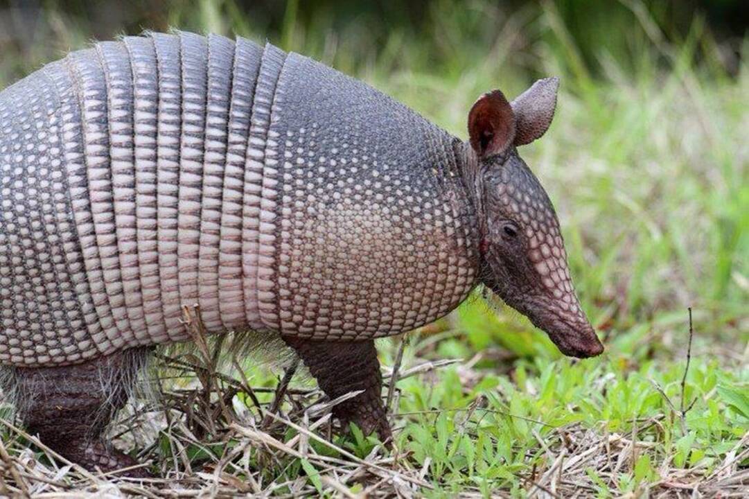 What’s the deal with all these armadillos? | Kansas City Star