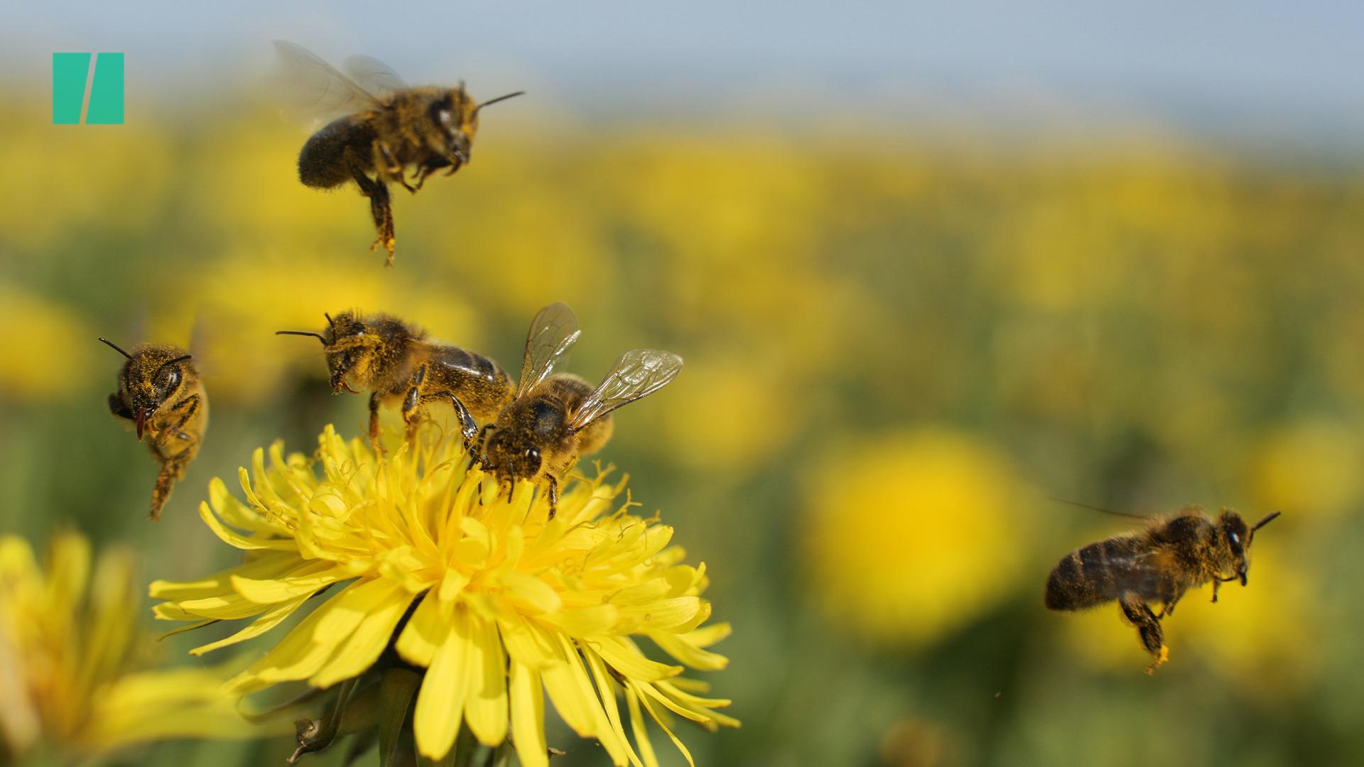 Wildflower Meadows Are Saving The Bees, And Making Us Feel Great Too ...
