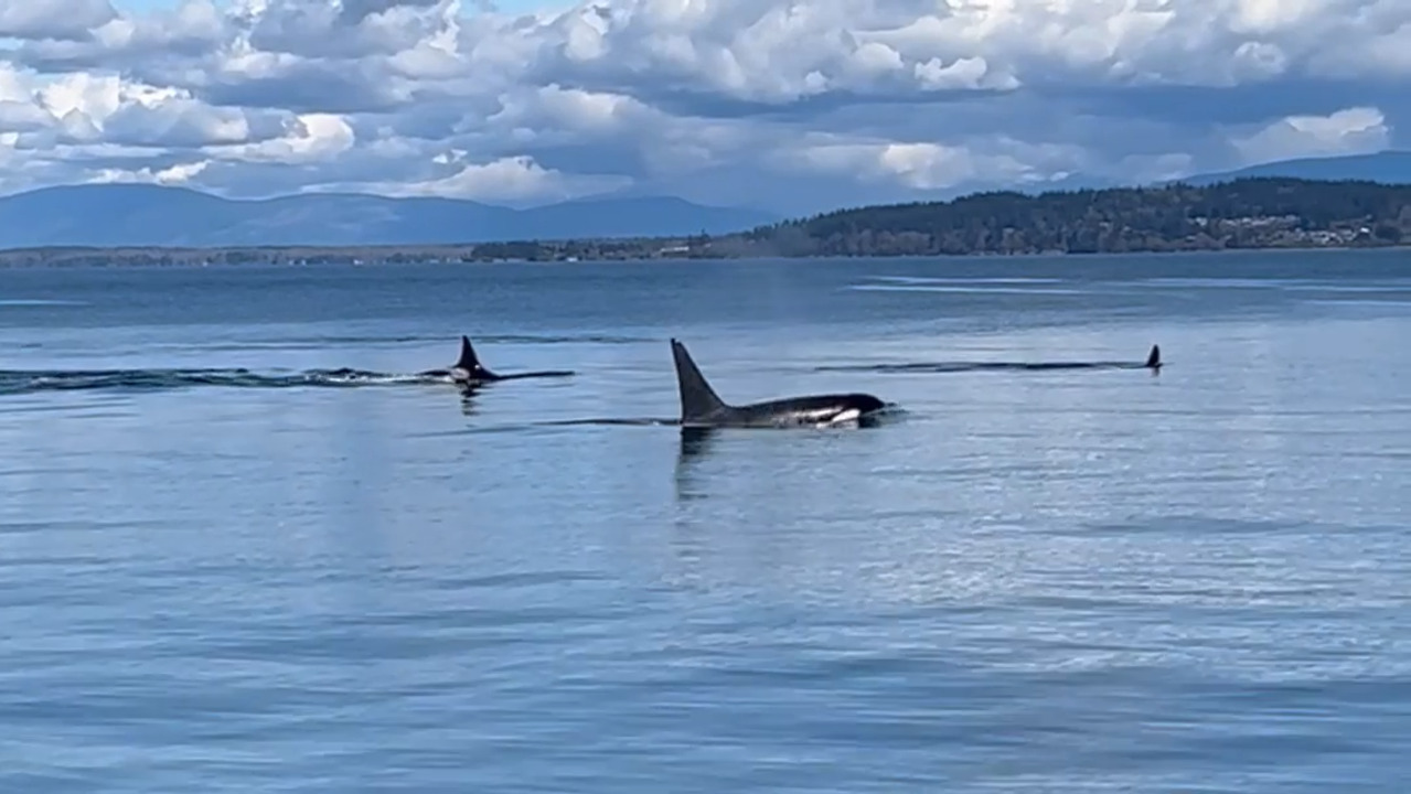 Watch "at least 72" orca whales pass through the Salish Sea ...