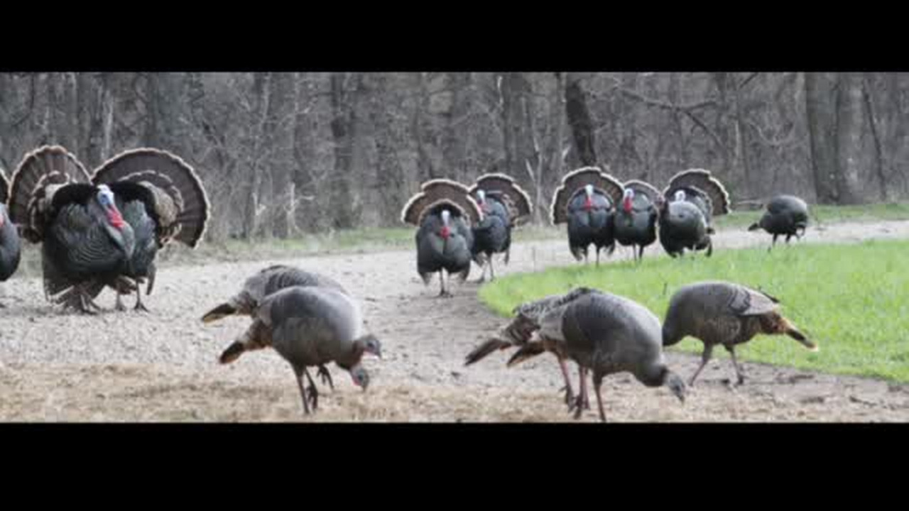 Early spring morning in Kansas wild turkey country | Wichita Eagle