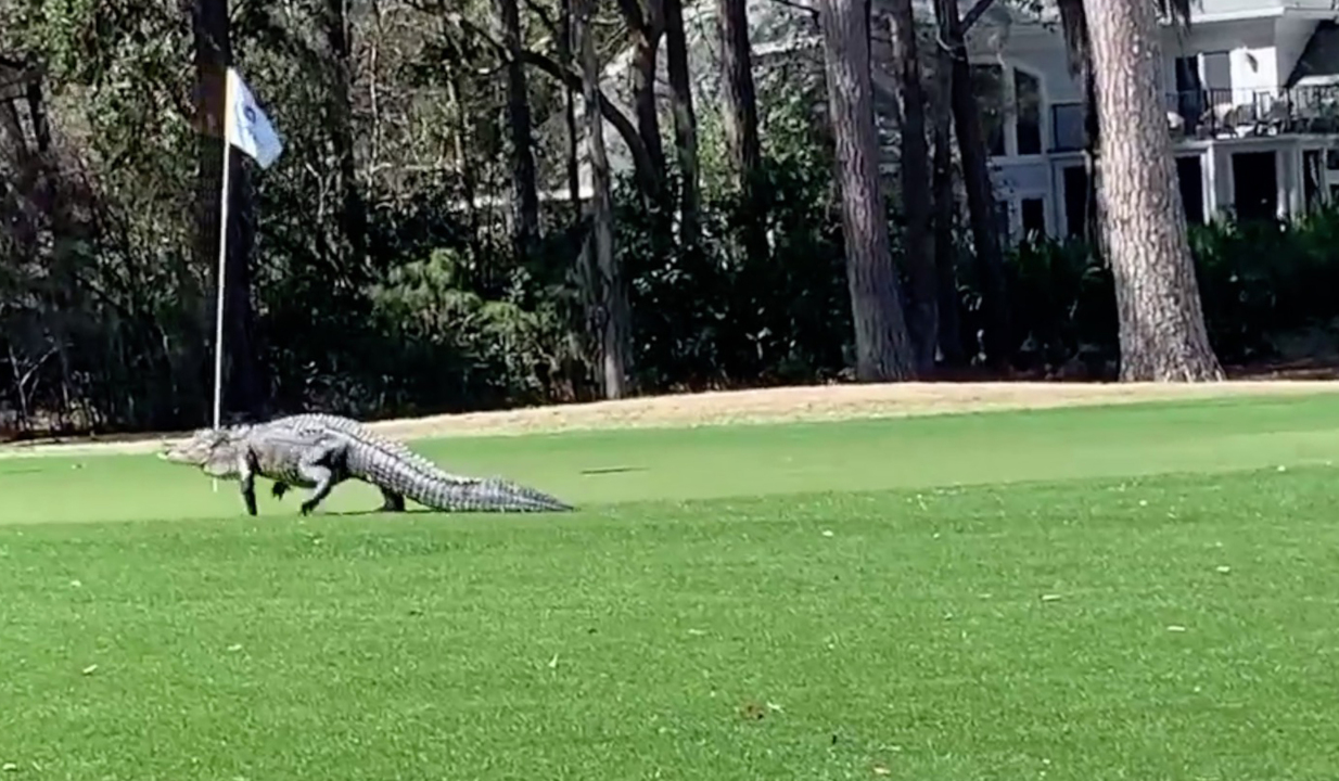 Hilton Head alligator on golf course during mating season | Hilton Head ...