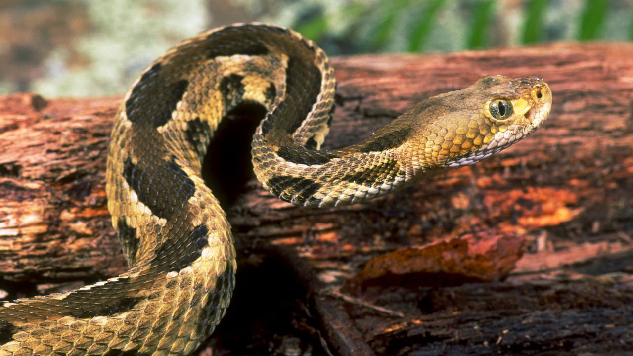 Venomous or harmless? How to identify the venomous snakes in Georgia ...