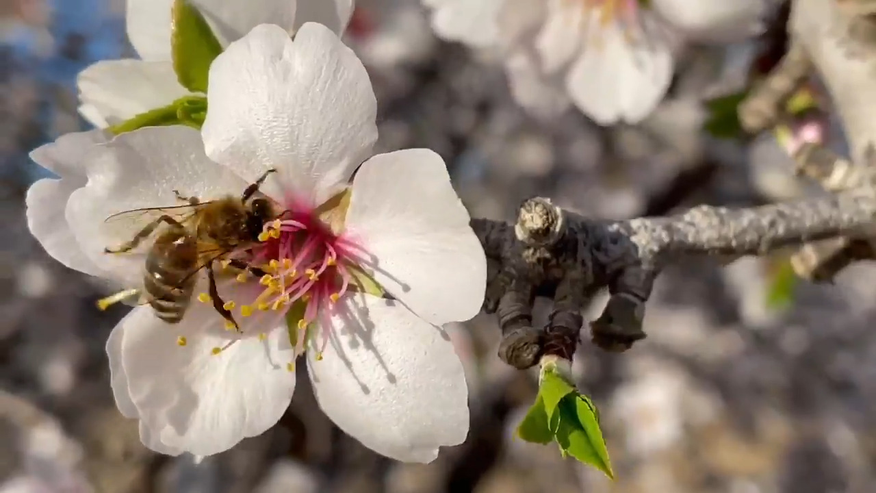 California almond tree bloom begins, drone video shows | Sacramento Bee
