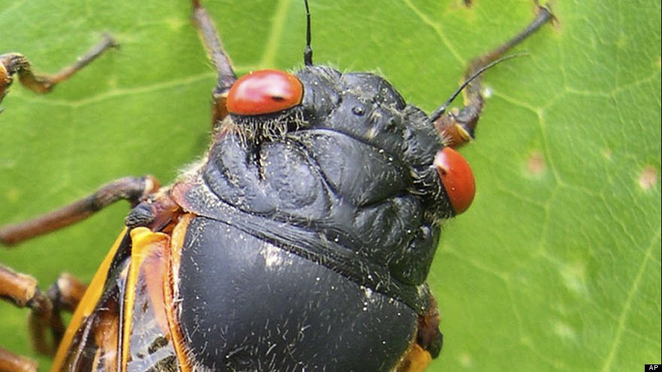 Trillions of red-eyed periodical cicadas are emerging from underground ...