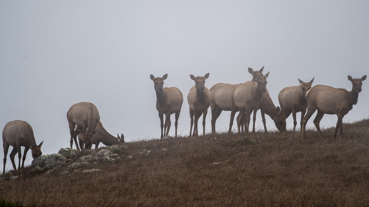Video: Is drought killing tule elk in Point Reyes CA? | Sacramento Bee