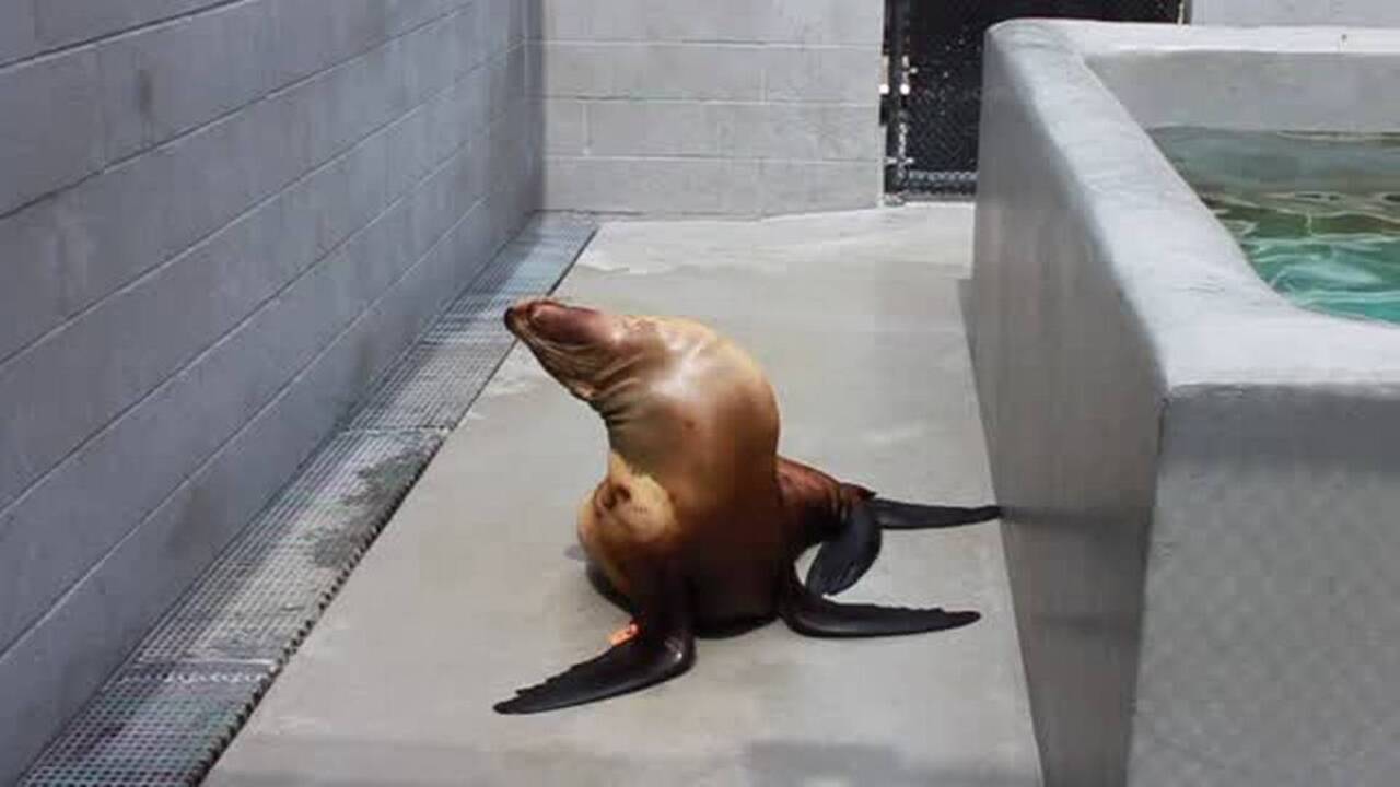 Sea lion bites girl near Pismo Beach Pier CA in rare attack ...