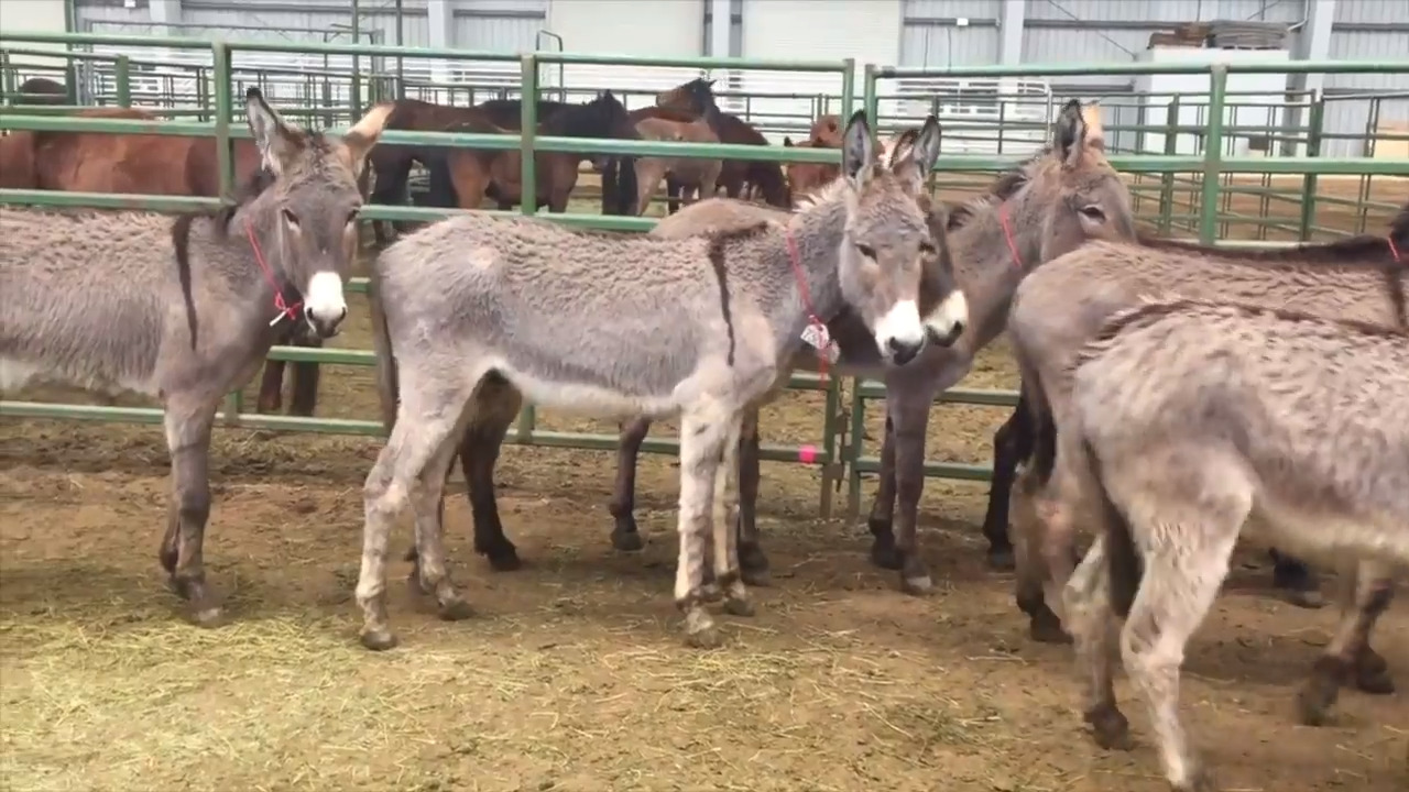 Wild burros | BLM hosts adoption auction in Paso Robles April 13 to 15 ...