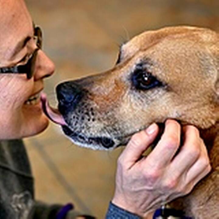 Dog chained to cinder block in lake looks for good home | Fort Worth ...