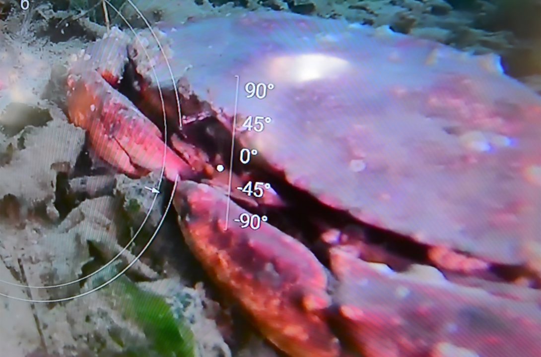 Puget Sound sea life surfaces at Stream Team's Marine Creature Mondays ...