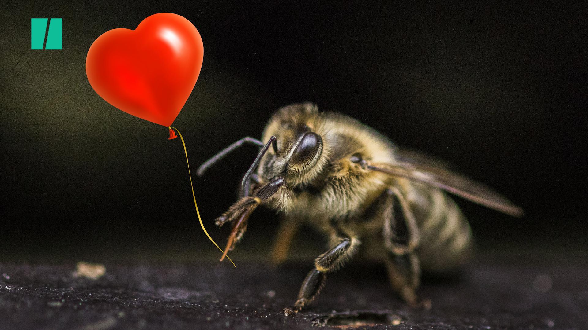 This Cute Little Buzzy Fella Is Nearly Extinct And Desperately Needs ...