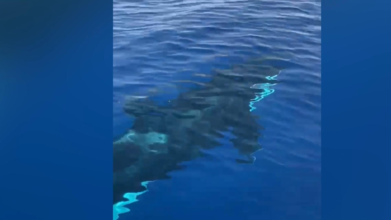 Viral video shows killer whales swimming off Key Largo | Miami Herald