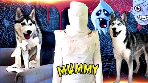 Scary Mummy Prank On My Huskies! | Funny Dogs Video - HideoutTV