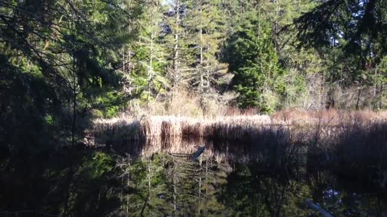 WATCH: Hiking Farrell's Marsh in Steilacoom | Tacoma News Tribune