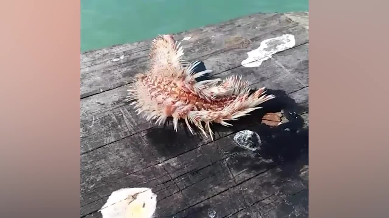 Poisonous bearded fireworm caught on fishing pier in Texas | Fort Worth ...