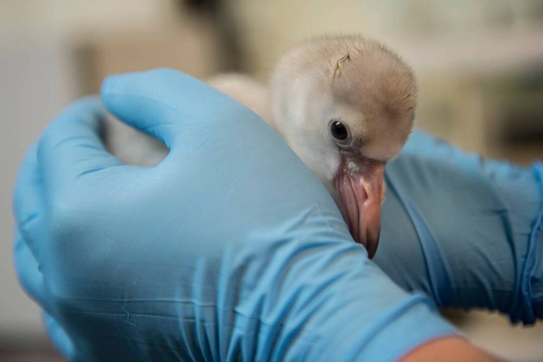 Cute, fuzzy, maybe a bit clumsy: Baby flamingos at the Sacramento Zoo ...