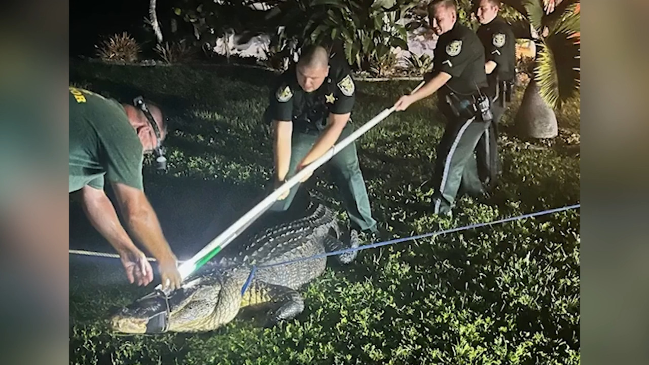 Video shows officers battling 11-foot alligator in driveway | Miami Herald