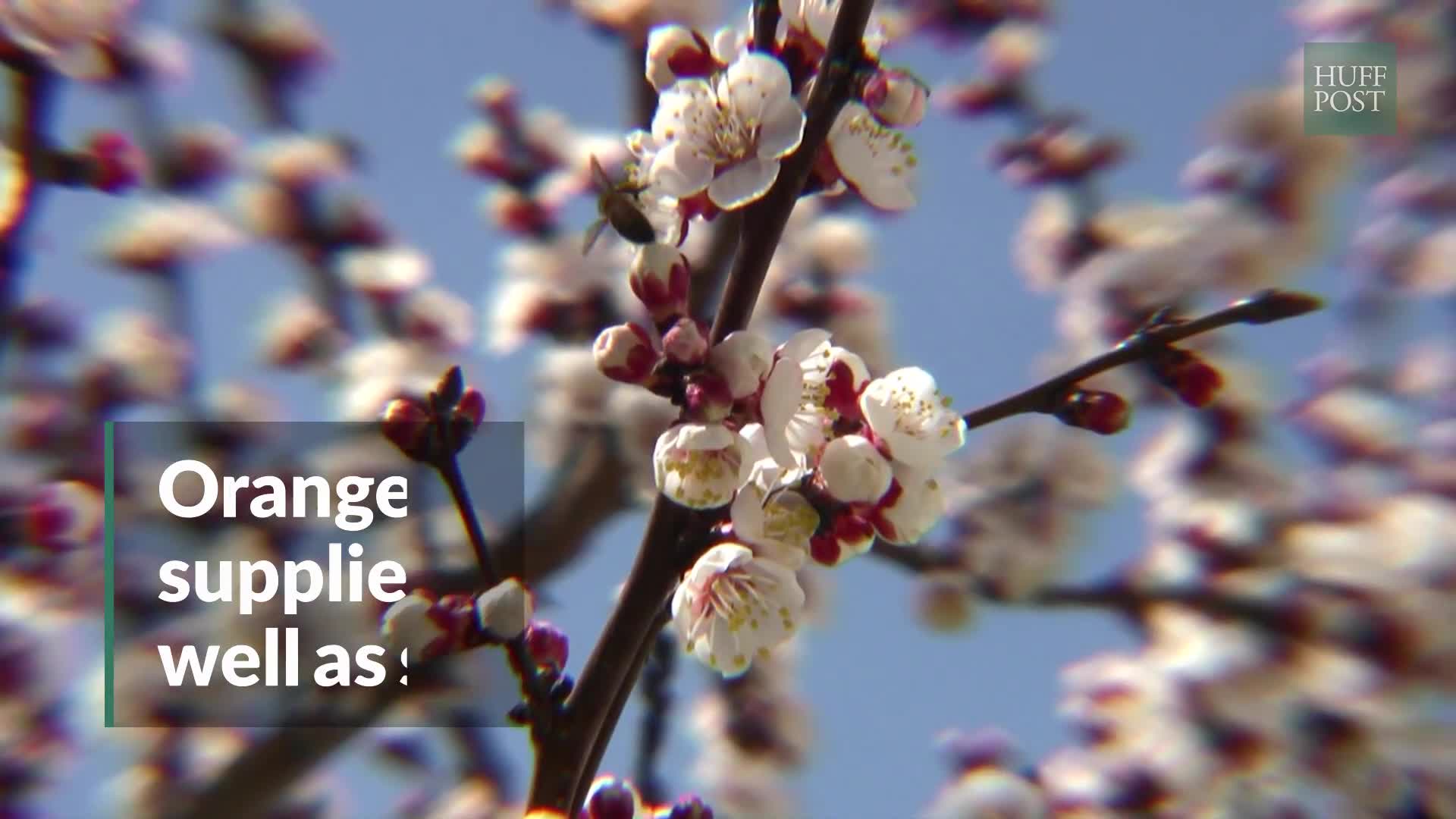 Life Without Bees: Gifs Show How Meals Could Be Affected By Declining ...