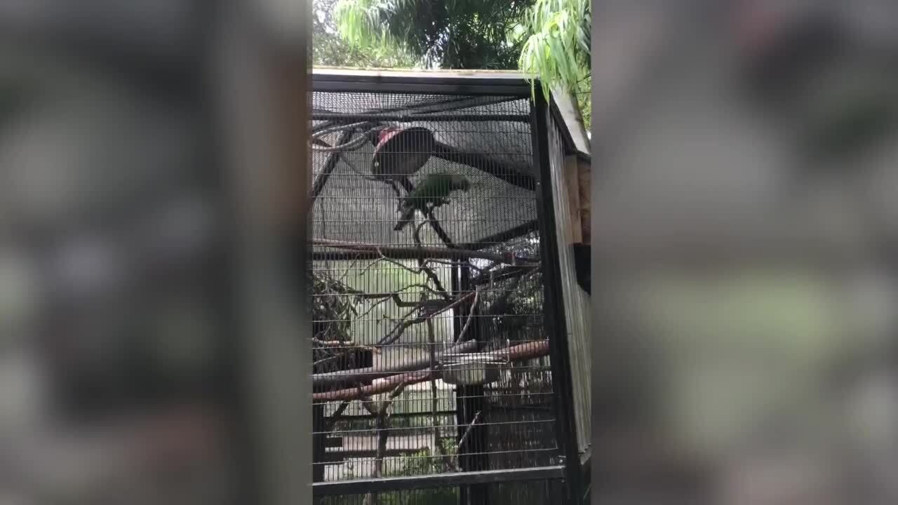 Bert the hawk-headed parrot at Sacramento CA Zoo | Sacramento Bee