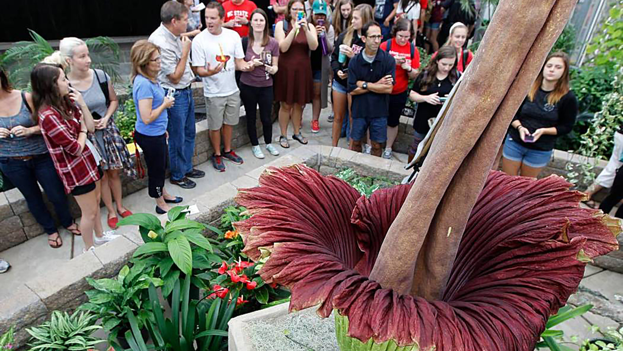 Crowds flock to see big, stinky corpse flower at NCSU | Raleigh News ...