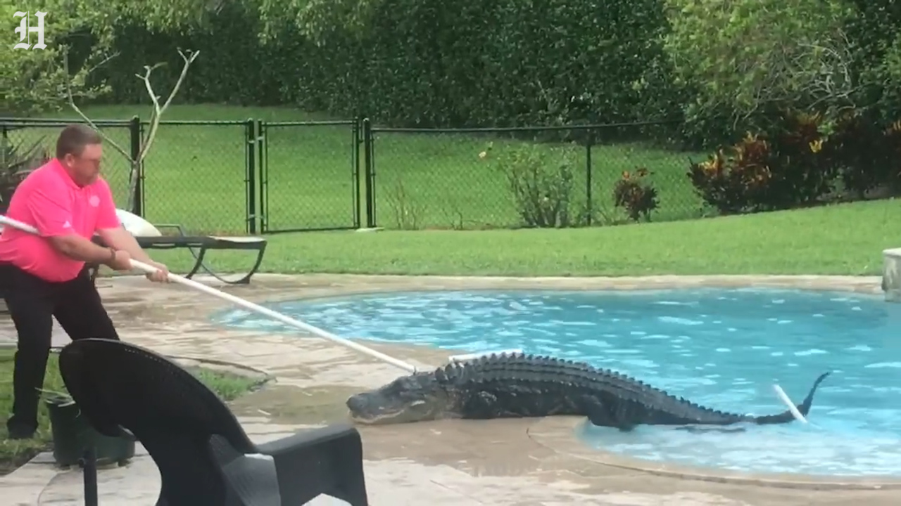 Couple finds nine foot alligator in their pool | Miami Herald