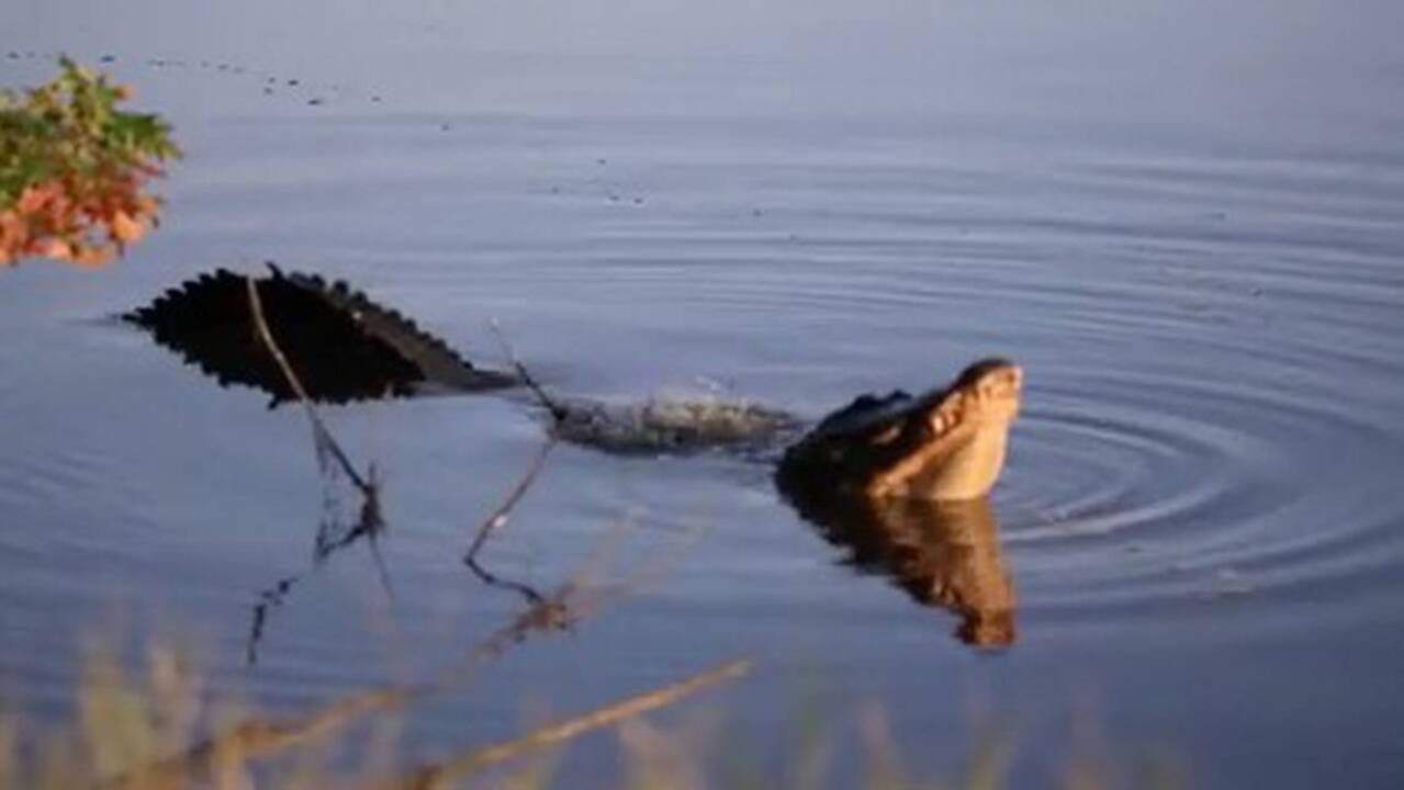 Awesome sound: Bellowing alligators make water dance at wildlife ...
