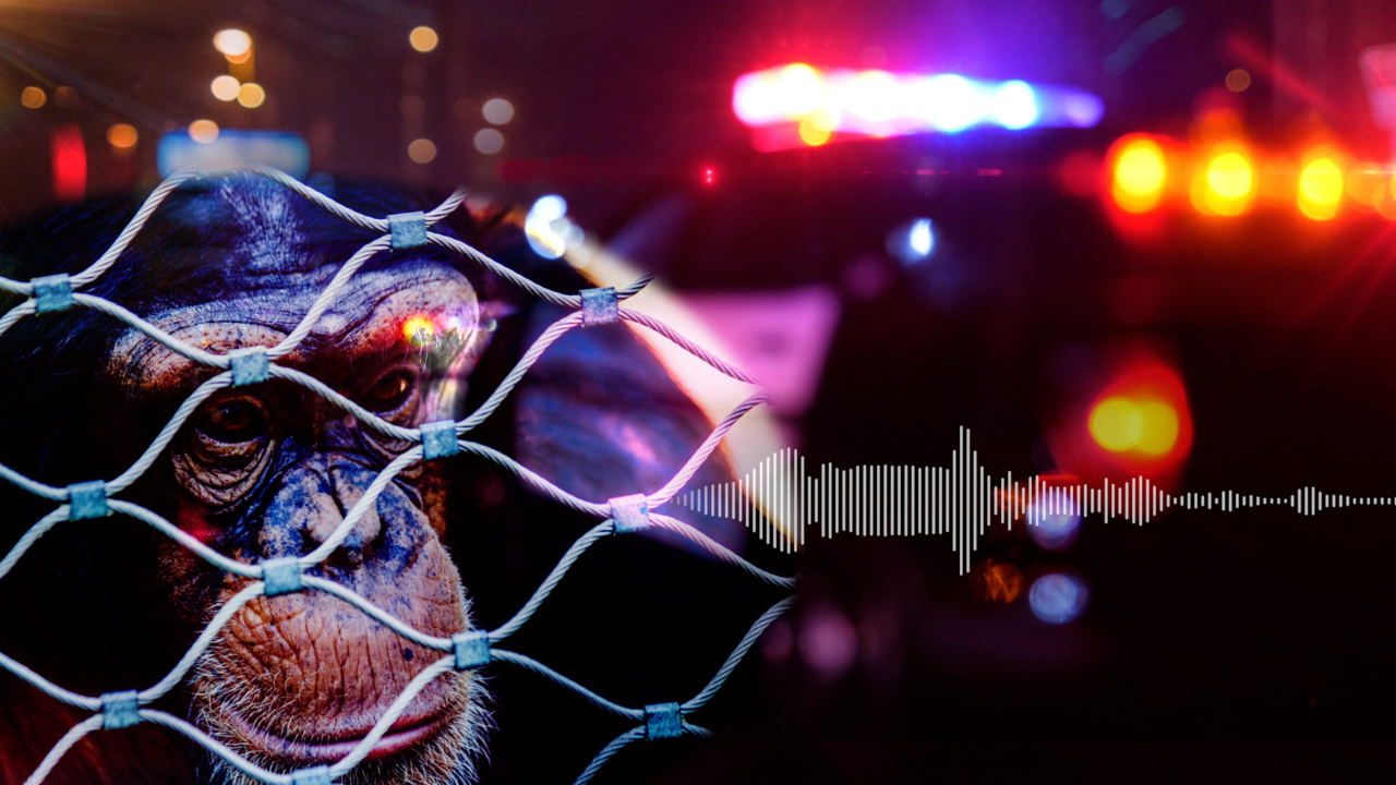 Listen: Bizarre 911 call after Pendleton chimp attack | Tri-City Herald