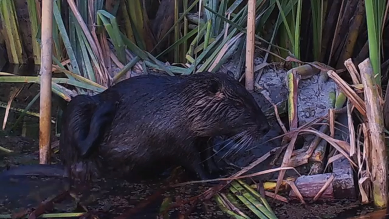 CA Fish and Wildlife has plan to exterminate invasive nutria ...