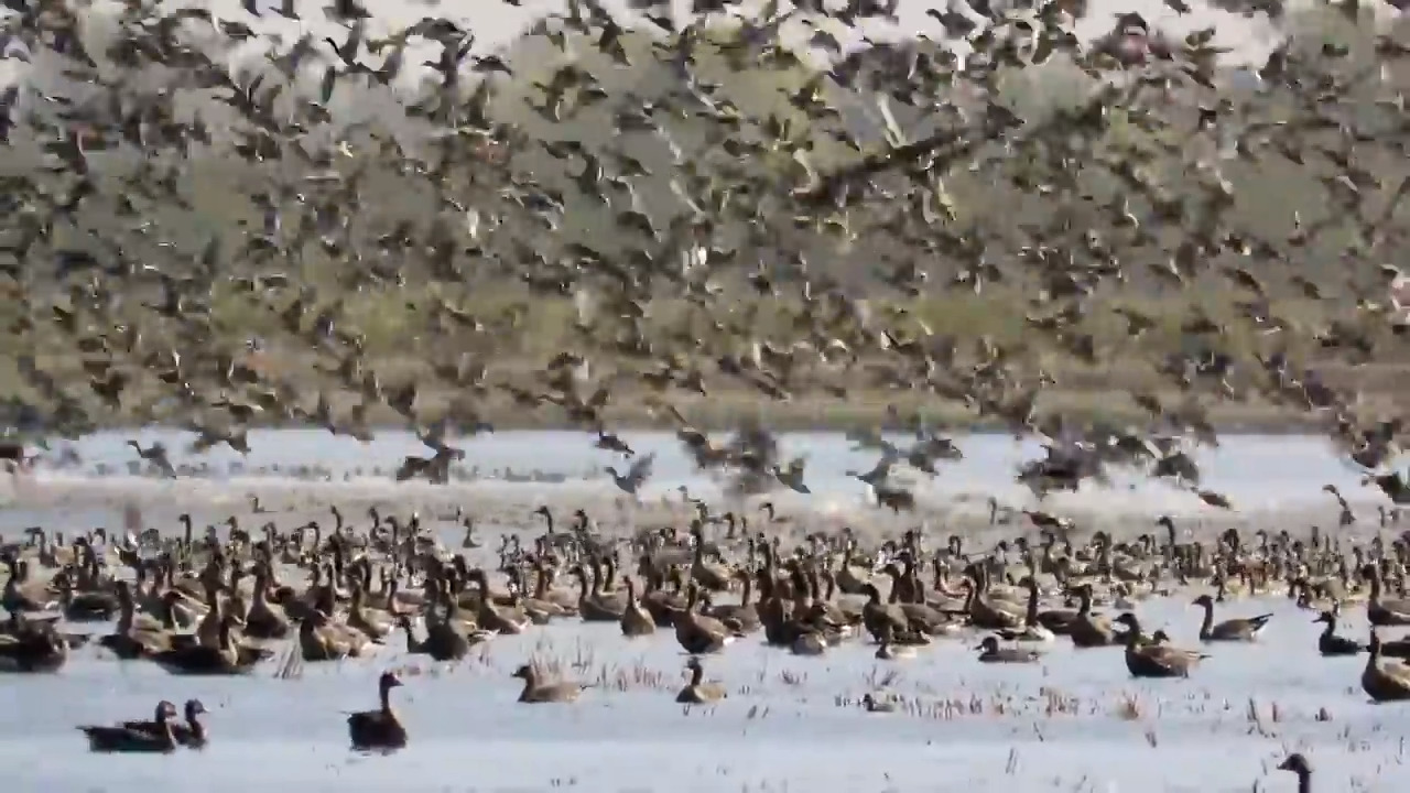 Pacific Flyway bird migration in Northern California under way | Fresno Bee