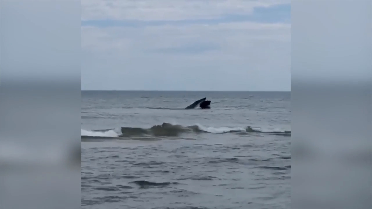 Video: Whale sighting off NC Outer Banks beach | Raleigh News & Observer