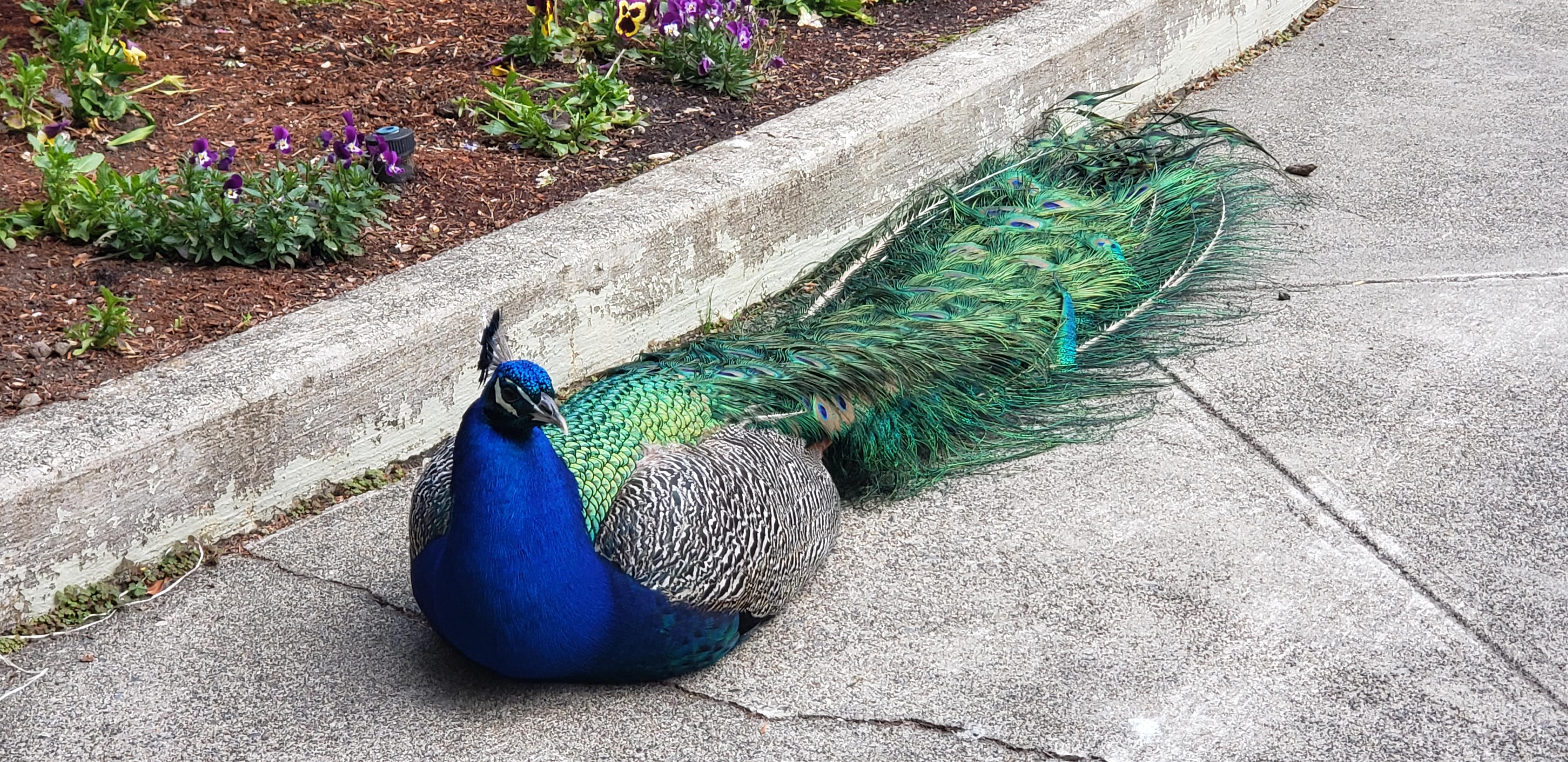 Florida Man Accused Of Killing And Eating His Pet Peacocks | HuffPost Weird News